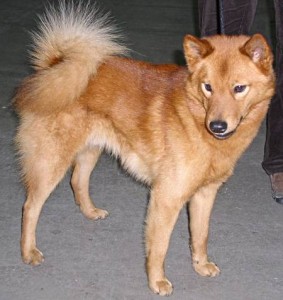 Finnen-Spitz: Herkunft, Wesen & Haltung - Hundeseite.de