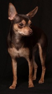 Russkiy Toy: Herkunft, Wesen & Haltung - Hundeseite.de